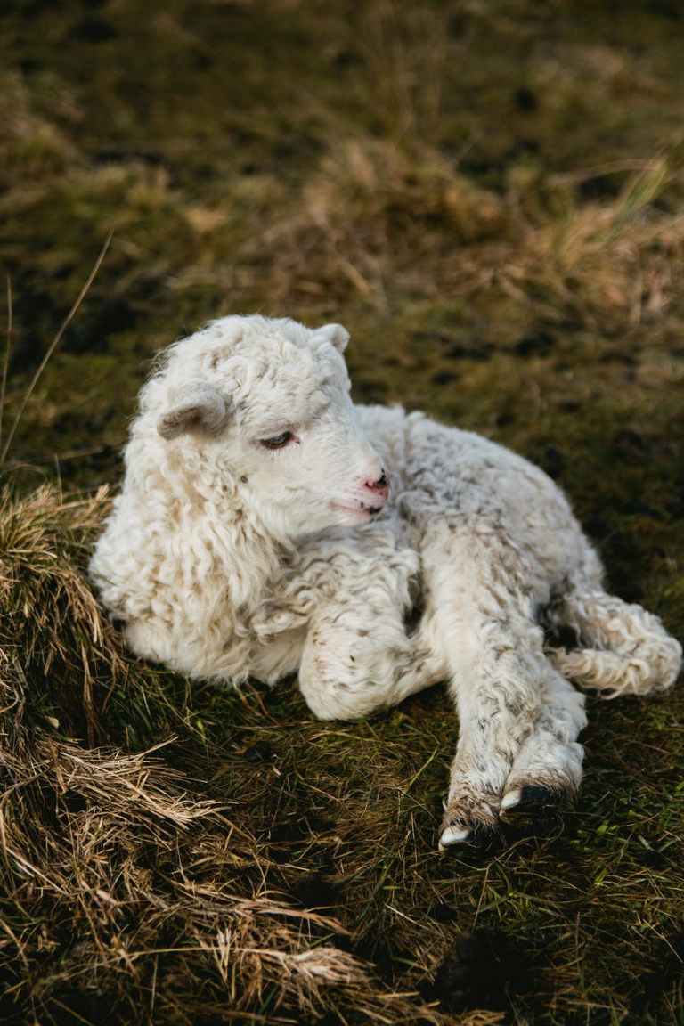 Lamb's Blood is the Antivenom - Life as a LEO Wife