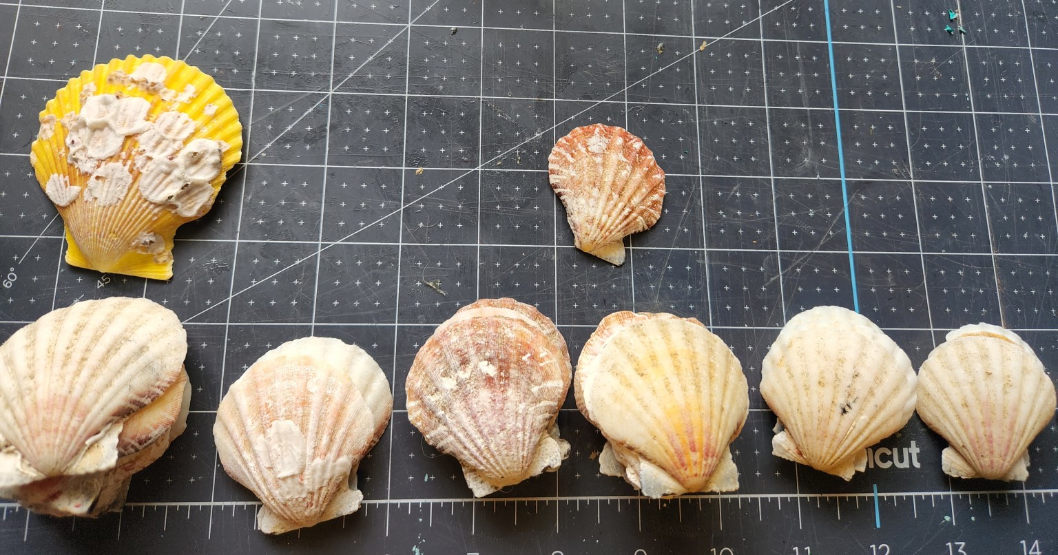 Christmas in July: Coastal Seashell Trees - Life as a LEO Wife